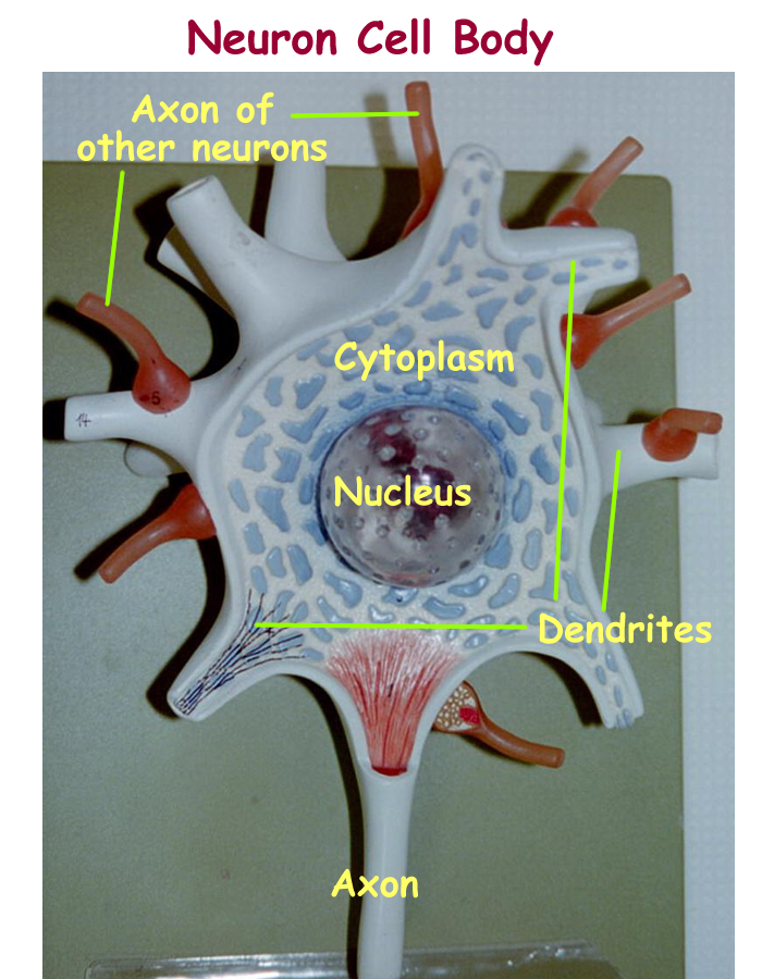 Neuron Model Labeled